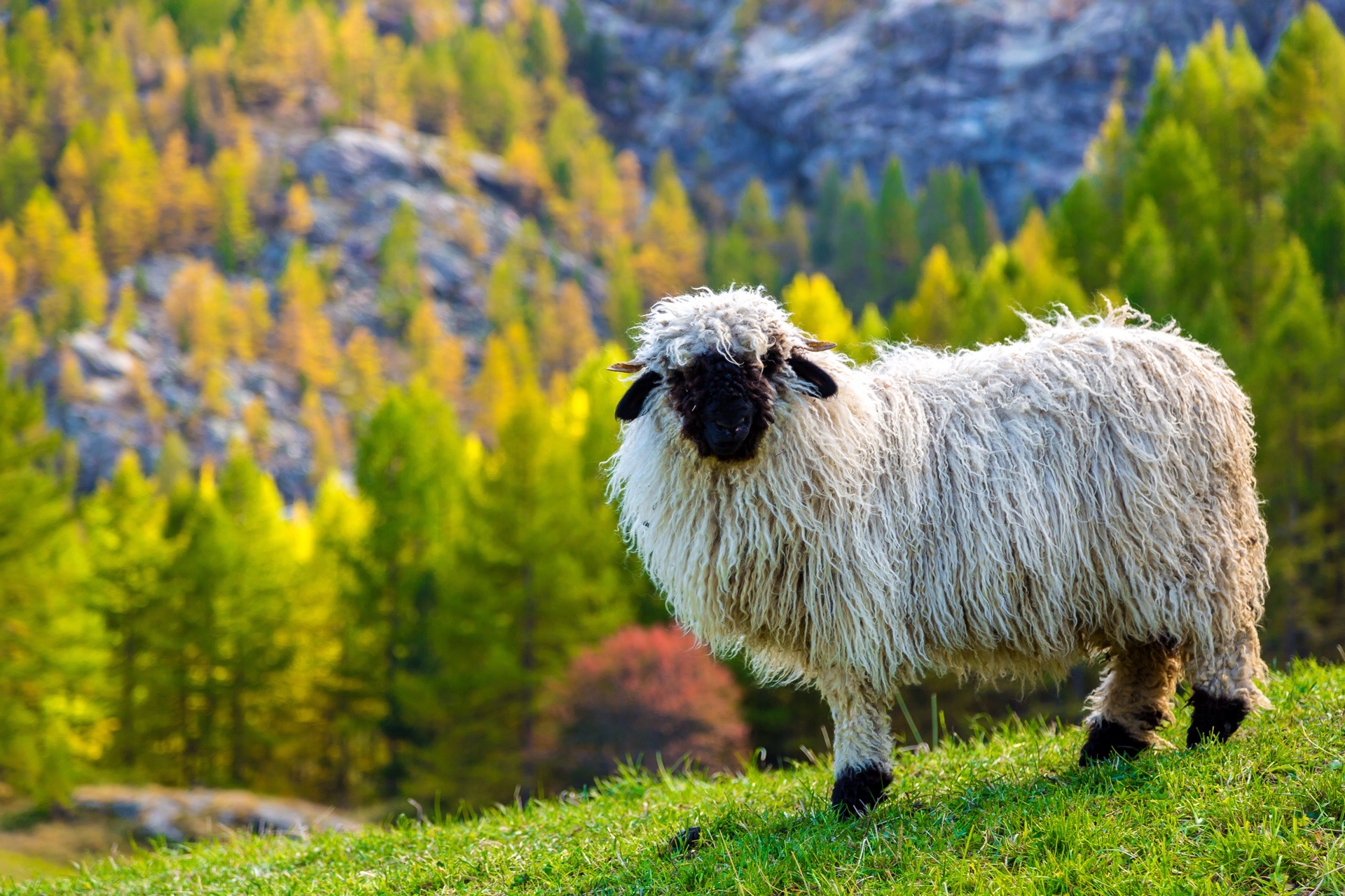 Vineyard Valais Blacknose Sheep - About the Breed