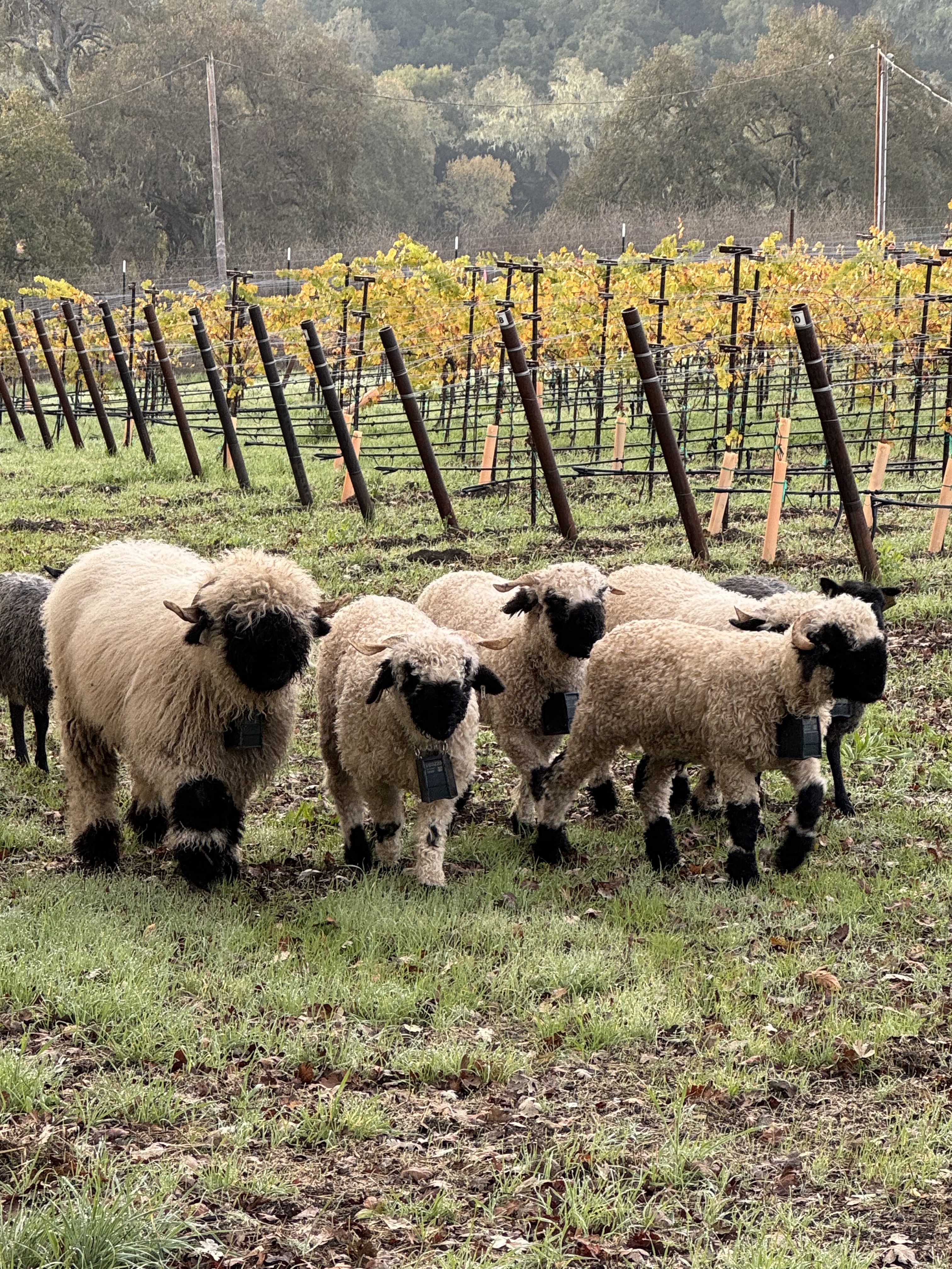 About Us – Vineyard Valais