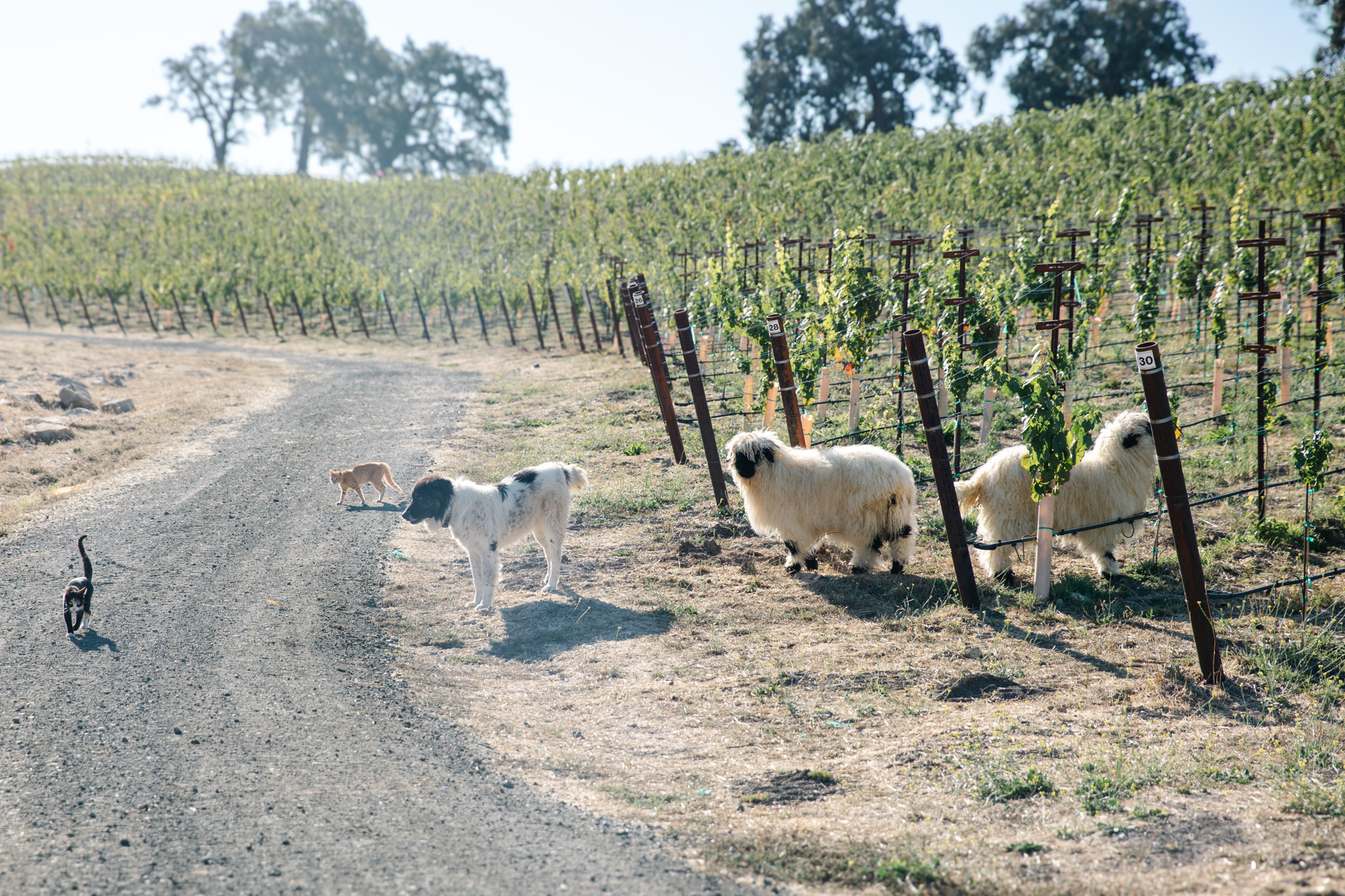 About Us – Vineyard Valais